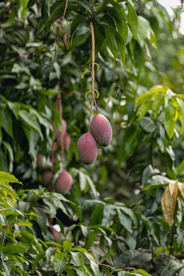 Mango tree with fruits stock image. Image of sweet, fruits - 264278375