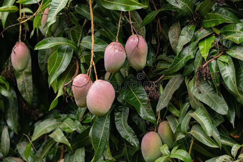 Mango tree with fruits stock image. Image of branch - 264278441