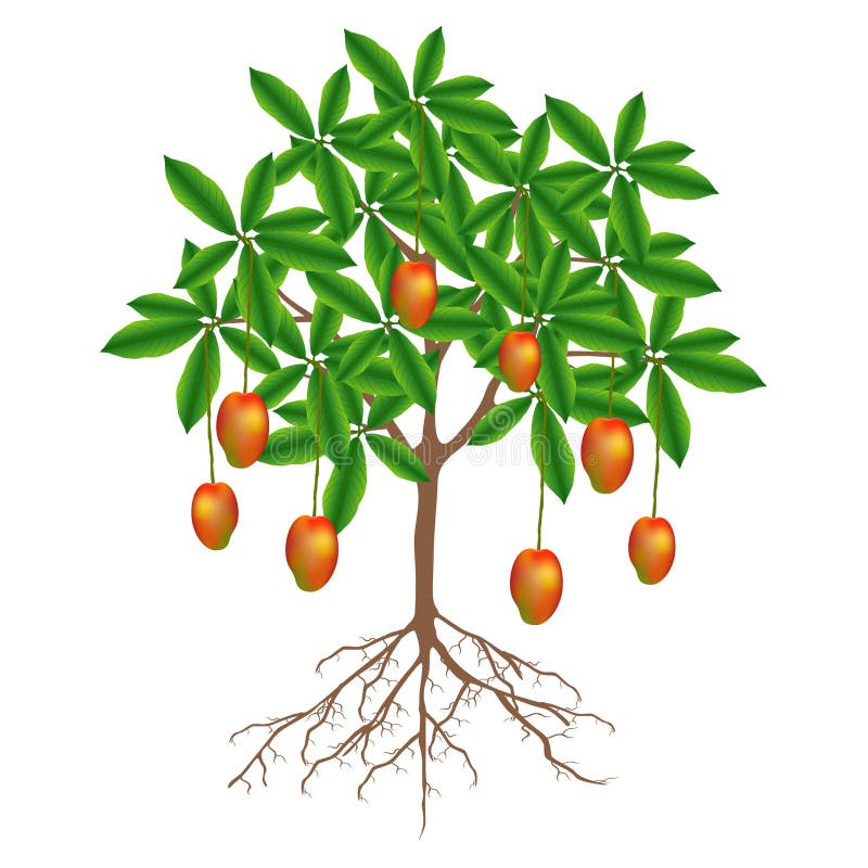A Mango Tree with Fruits on a White Background. Stock Vector ...