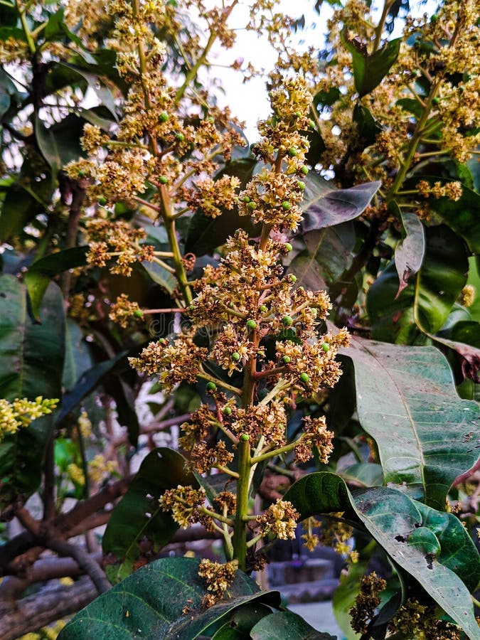 The Mango Tree is Full with Mango Buds Stock Photo - Image of ...
