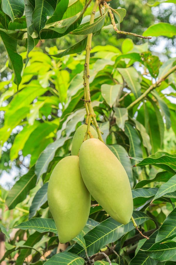 Mango tree stock photo. Image of delicious, healthy, plant - 30130732
