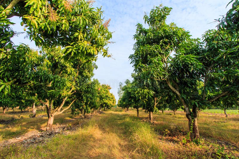 Mango Orchard stock image. Image of green, asia, plants - 23514955