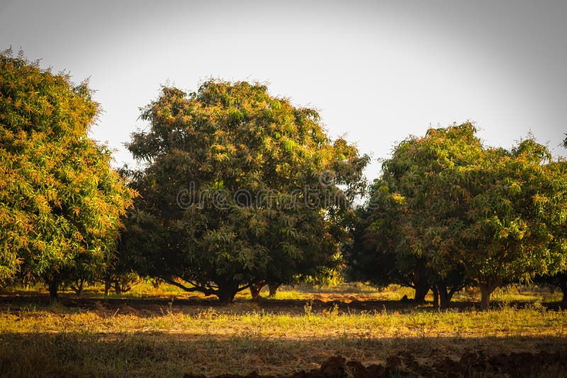 Mango Tree and Mango Garden,Mango Flowers on Mango Tree,mango Farming ...