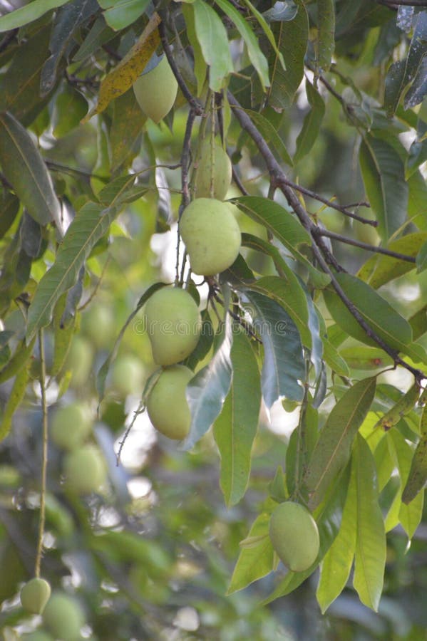Mango Tree in a garden stock image. Image of agriculture - 125969623