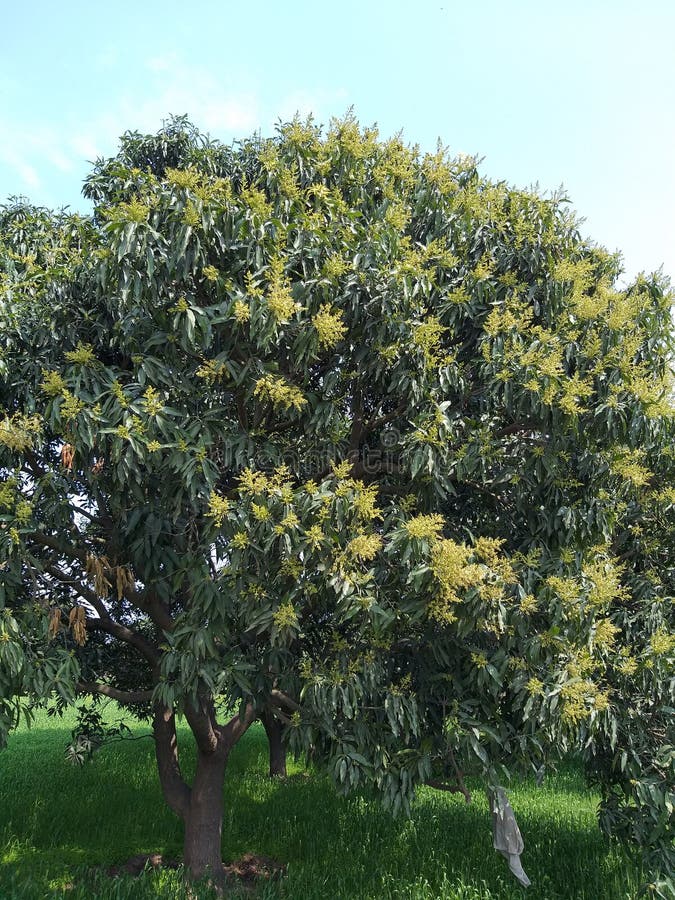 Mango tree stock image. Image of green, beautiful, tree - 142080171