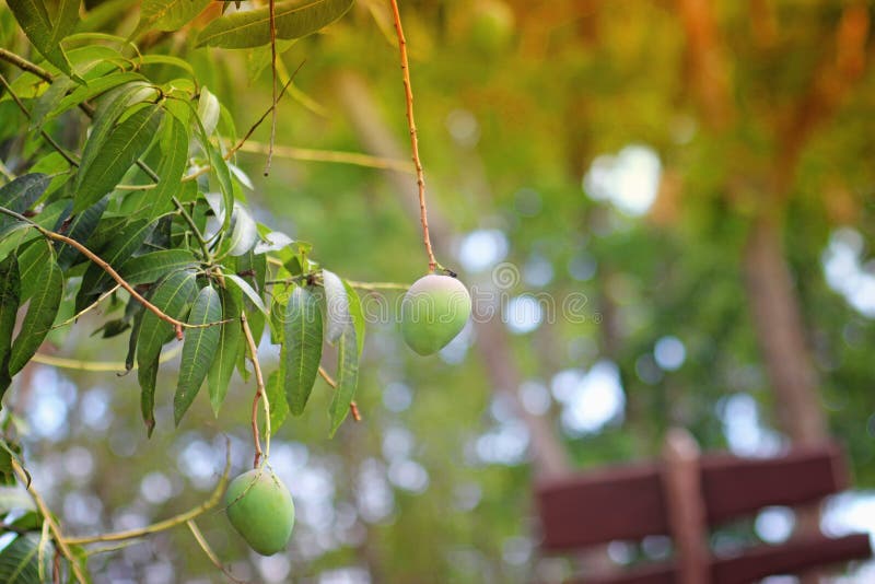 Mango on the tree stock photo. Image of natural, berry - 118866796