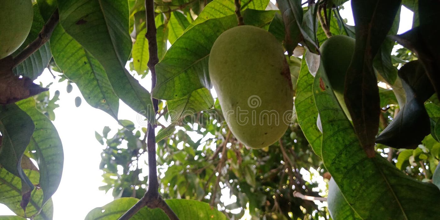 Mango Tree Drawing Stock Photos - Free & Royalty-Free Stock Photos from ...