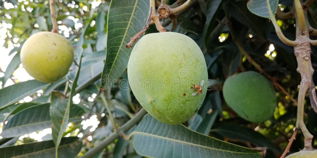 Mango Tree Drawing Stock Photos - Free & Royalty-Free Stock Photos from ...