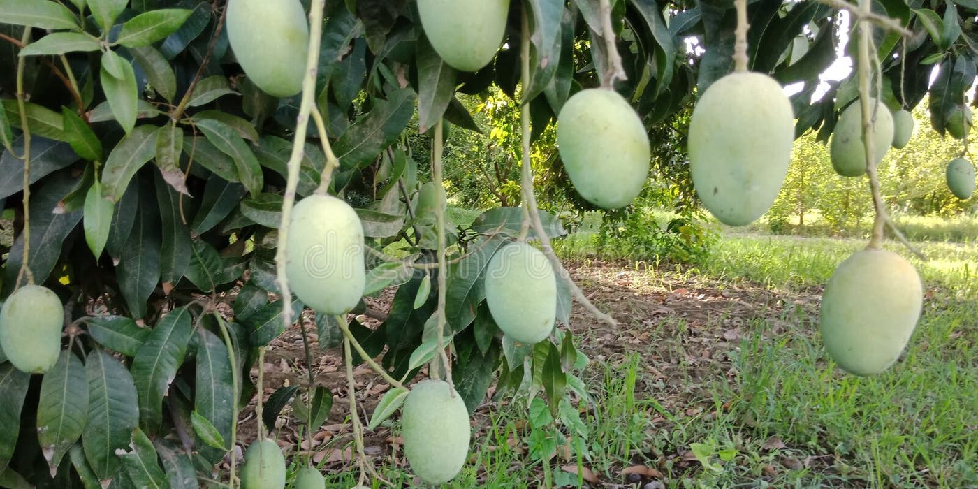 Mango Tree Drawing Stock Photos - Free & Royalty-Free Stock Photos from ...