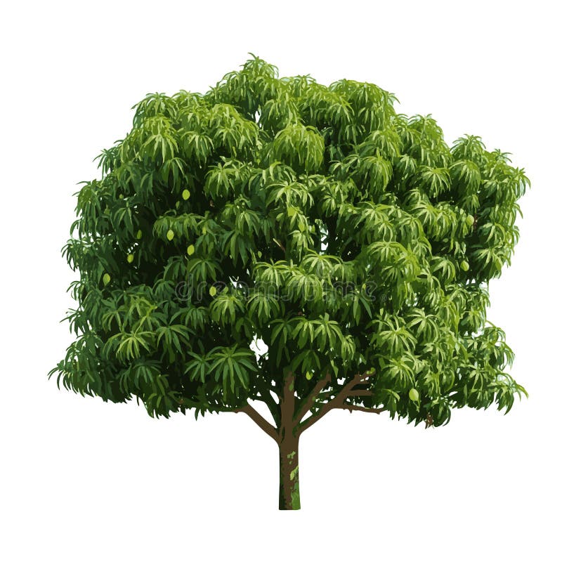 Mango tree stock image. Image of twig, evergreen, herb - 348317815