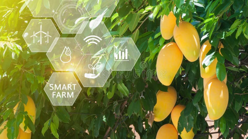 Mango Tree in Greenhouse with Infographics, Smart Farming and Precision ...