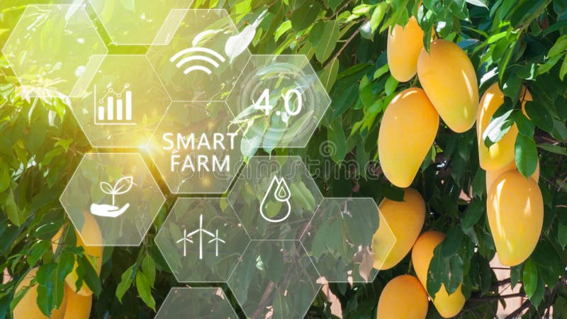 Mango Tree in Greenhouse with Infographics, Smart Farming and Precision ...