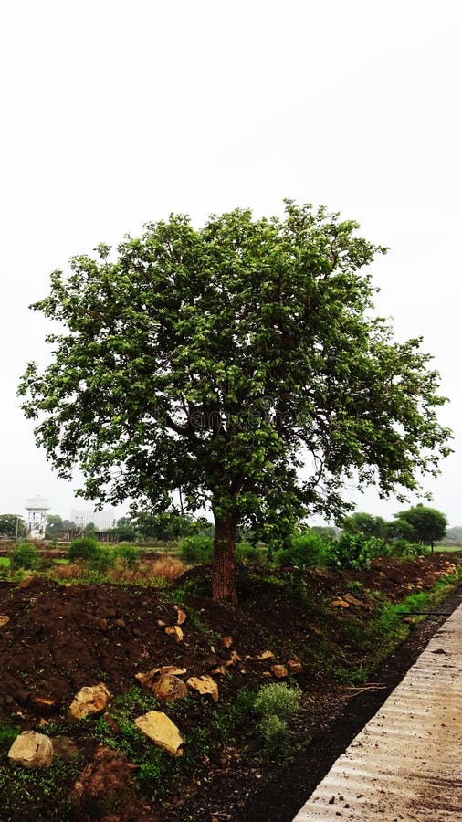 Mango Tree with with Green Land Lawn and Landscape Stock Photo - Image ...