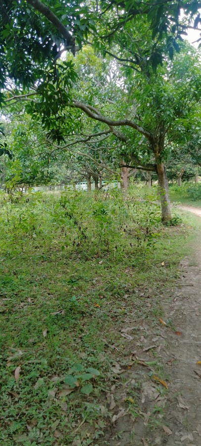 Mango tree greens stock photo. Image of garden, mango - 252158418