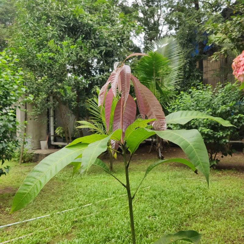 A Mango Tree Growing Up in Empire Plaza Gaeden Stock Photo - Image of ...