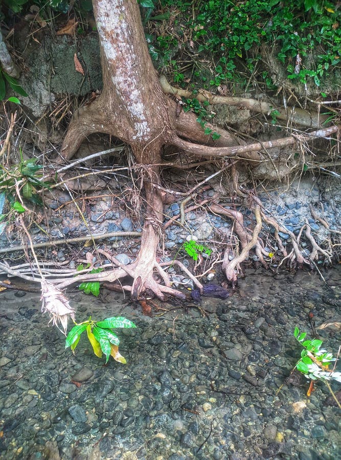 Mango Tree that Grows on the Edge of the River Stock Image - Image of ...