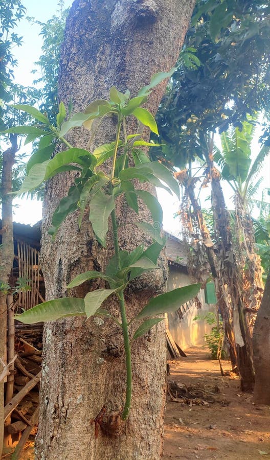 Mango Tree that Grows Shoots in the Middle of the Tree Stock Image ...