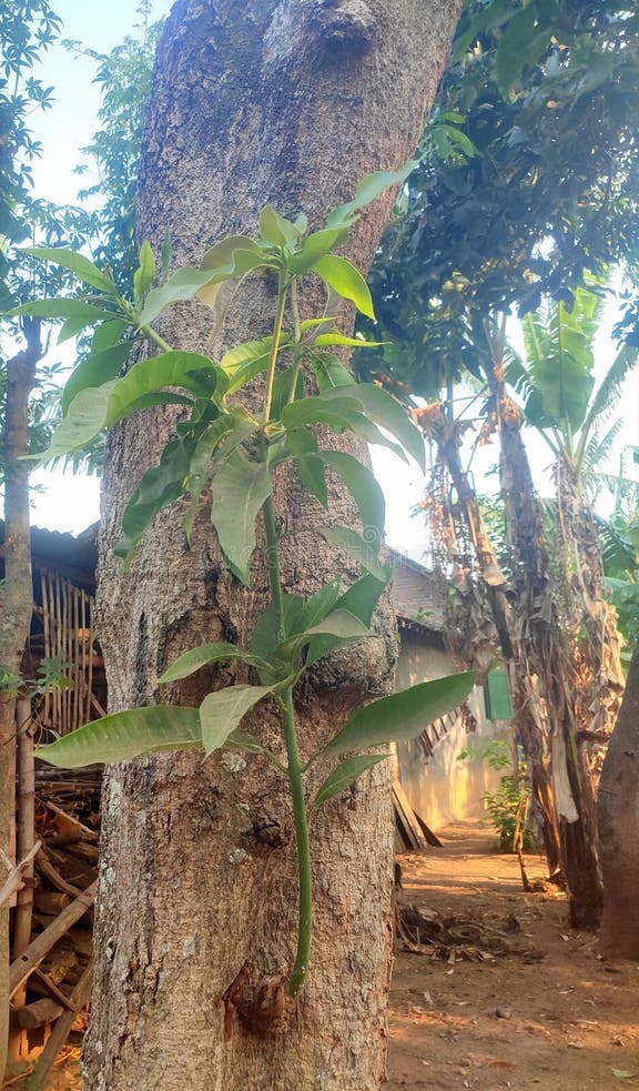 Mango Tree that Grows Shoots in the Middle of the Tree Stock Image ...