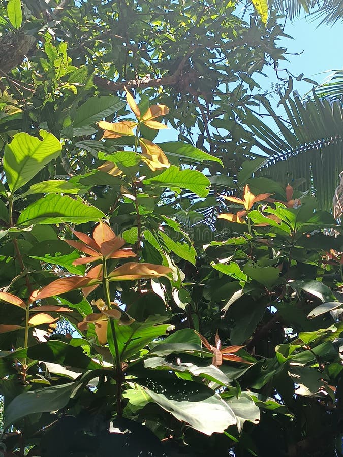 Mango Tree Growth with Blue Sky Stock Image - Image of growth, vibant ...