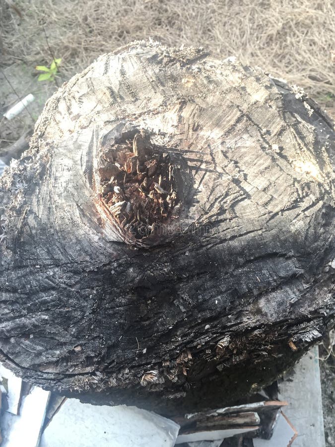 137 Dead Mango Tree Stock Photos - Free & Royalty-Free Stock Photos ...