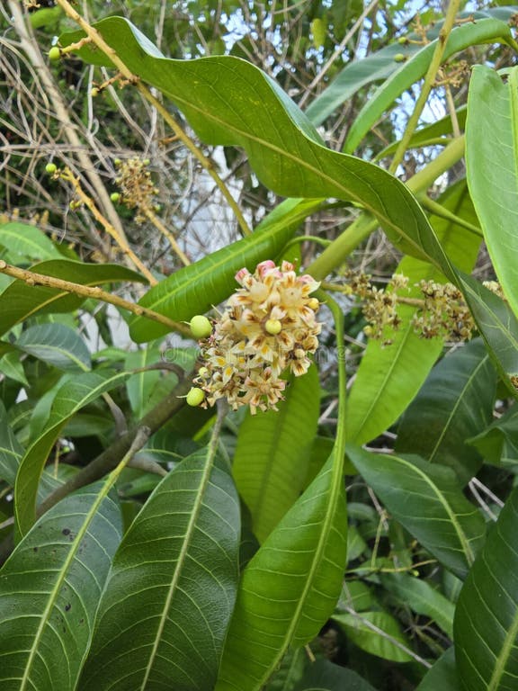 The Mango Tree Has Blossomed and Budded. Later Can Eat the Sour Fruit ...