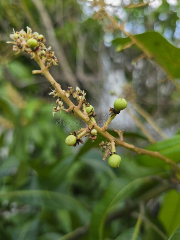 The Mango Tree Has Blossomed and Budded. Later Can Eat the Sour Fruit ...