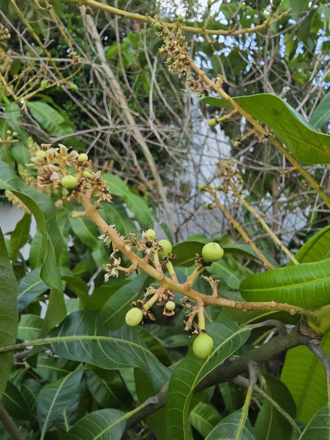 The Mango Tree Has Blossomed and Budded. Later Can Eat the Sour Fruit ...