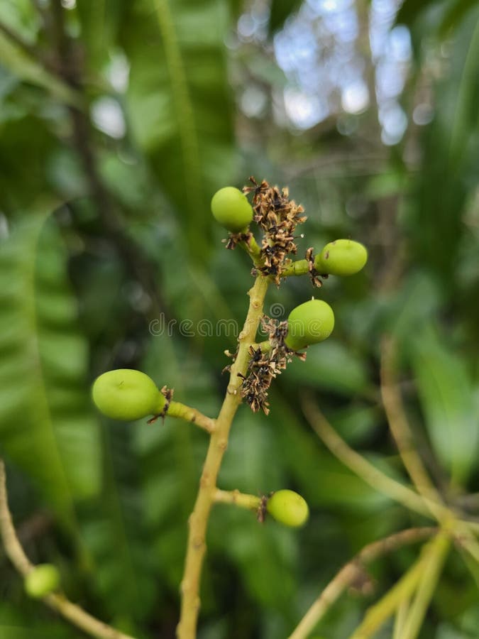 The Mango Tree Has Blossomed and Budded. Later Can Eat the Sour Fruit ...
