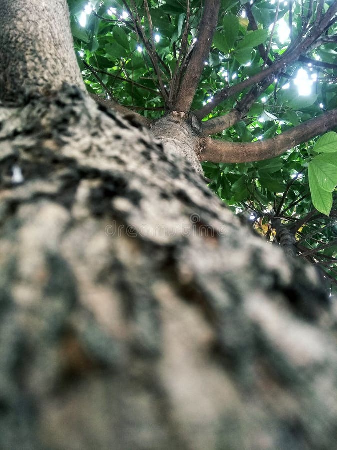 Mango Fruit Tree Trunk stock photo. Image of leaf, leaves - 252162714