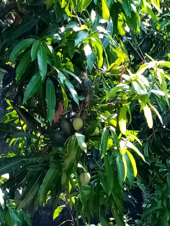 Mango Tree Having More Leaves Stock Image - Image of tree, mango: 176591283