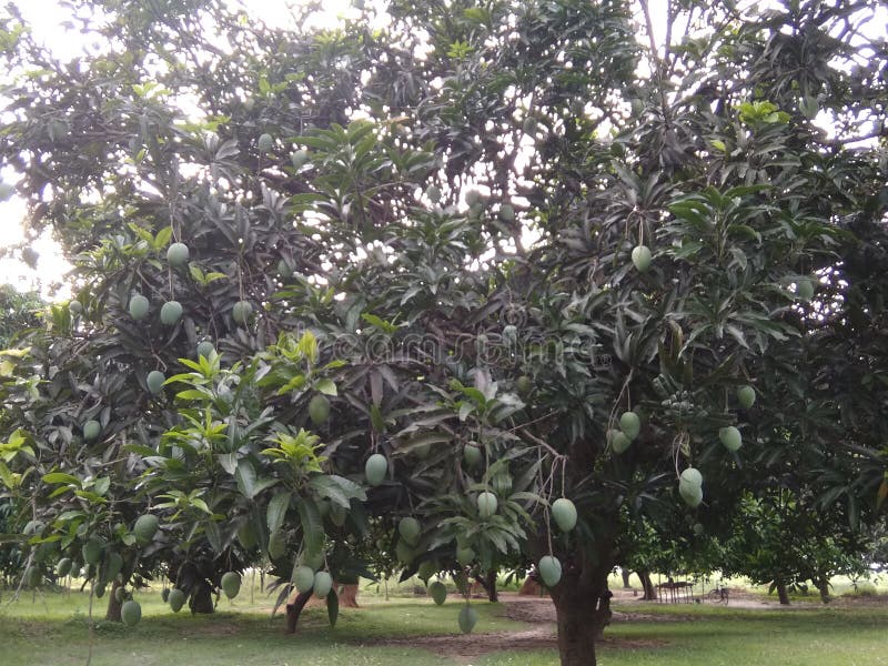 Mango Tree Having Nice Mango. Stock Photo - Image of ungraped, sour ...