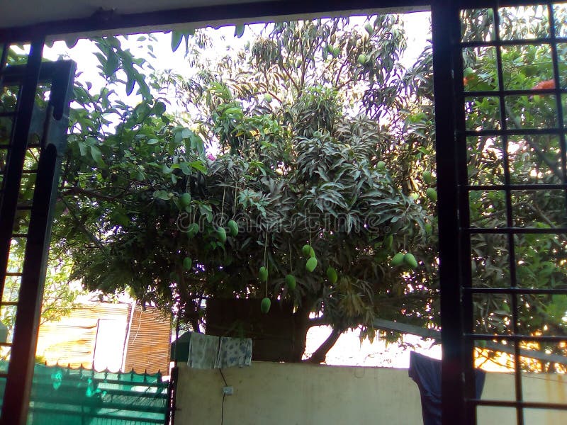 Mango tree stock image. Image of home, mango, tree, side - 90556391