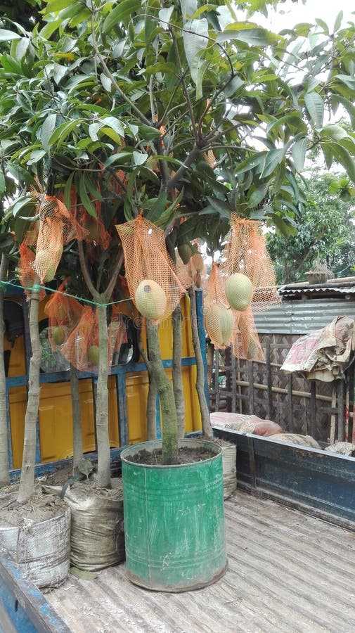 Mango tree stock photo. Image of freshfroots, hybrid - 93452458