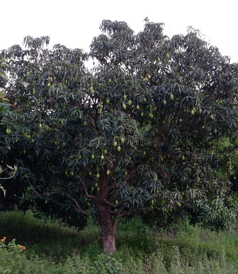 Mango Tree Image with Mangoes Stock Image - Image of green, spruce ...