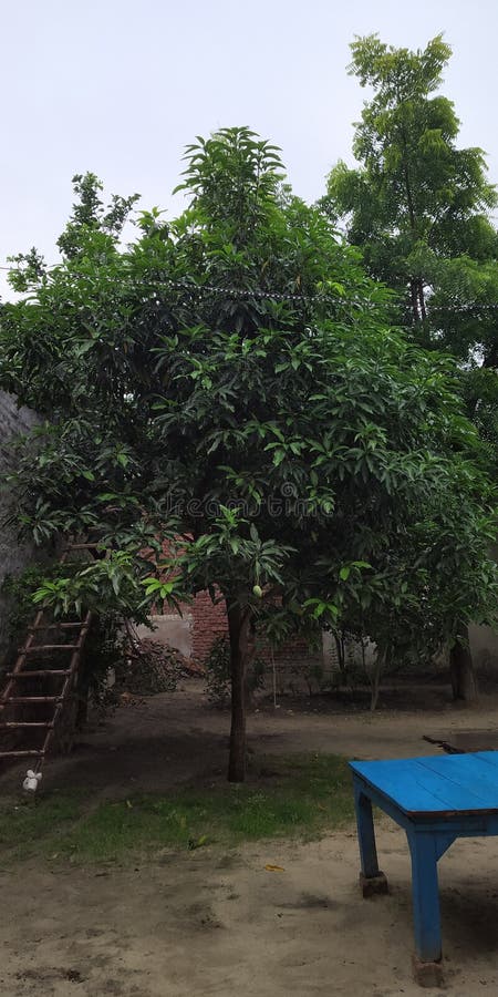Mango Tree Image Scenery after Rain Stock Image - Image of mango ...