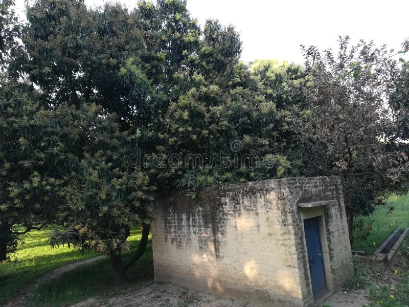 Mango Tree in India Aam Ki Manjari Stock Image - Image of tree, manjari ...