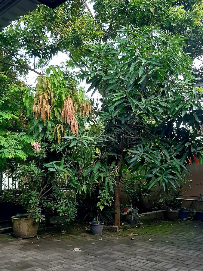 Mango tree in indonesia stock image. Image of indonesia - 274023987