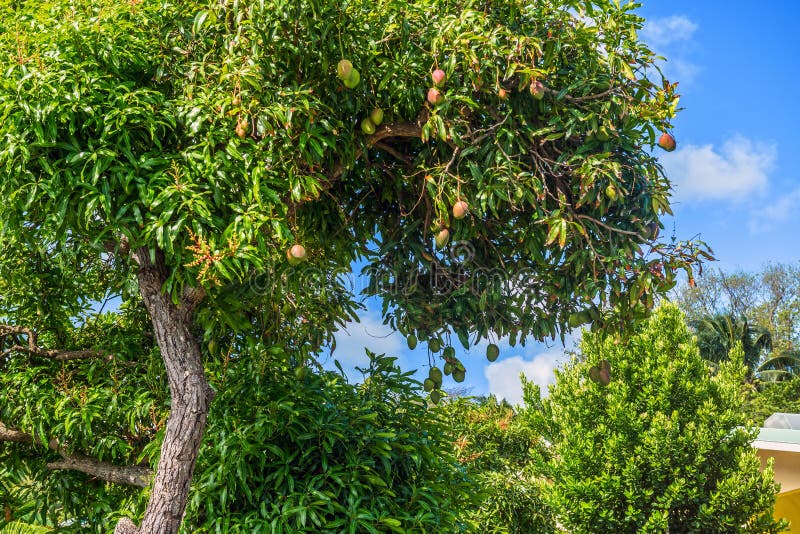 Mango Tree stock photo. Image of lucia, mango, orchard - 250327842