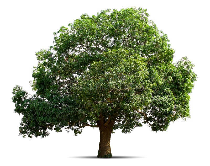 Mango Tree Isolate on White Stock Image - Image of botany, growing ...