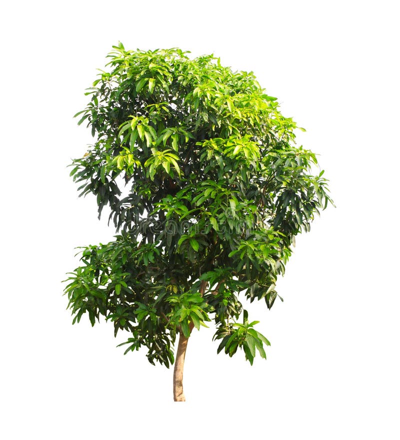 Mango tree stock photo. Image of leaf, spring, environment - 97870584