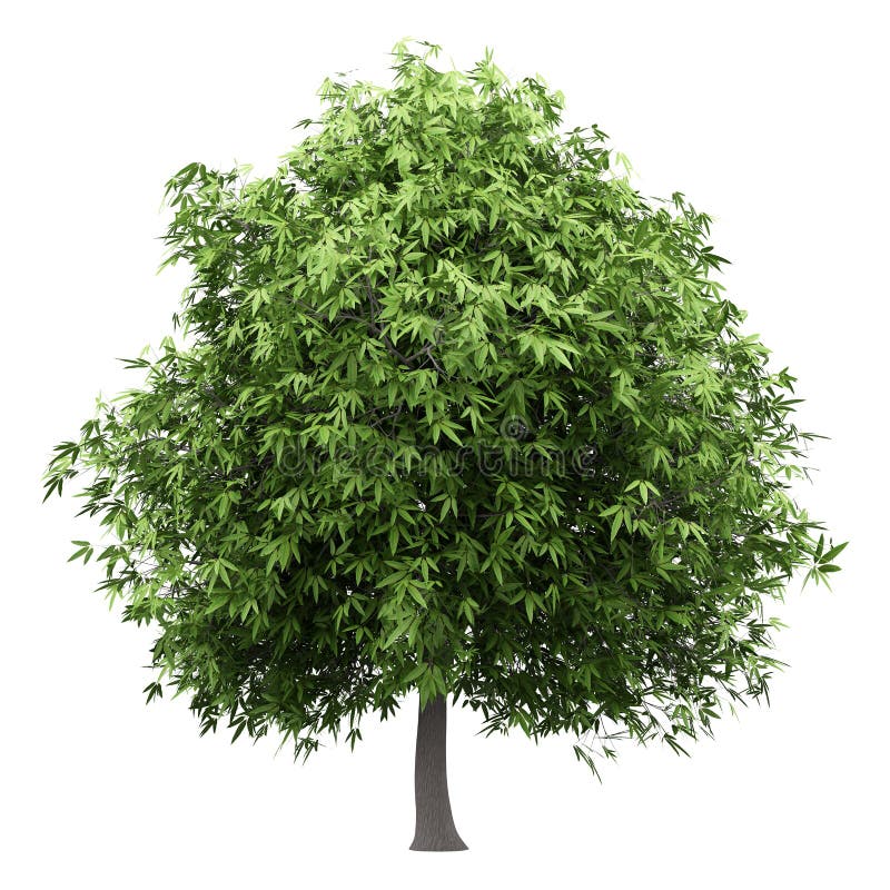 Mango Tree with Mango Fruits Isolated on White Stock Illustration ...