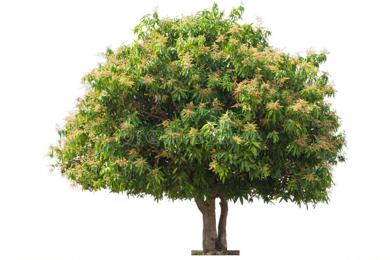 Mango Tree Isolated on White Background Stock Image - Image of lone ...