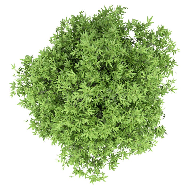 Mango Tree with Mango Fruits Isolated on White Stock Illustration ...