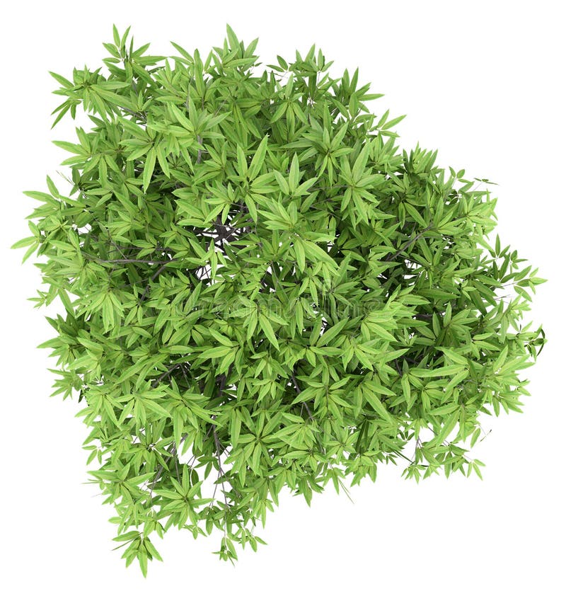 Mango Tree with Mango Fruits Isolated on White Stock Illustration ...