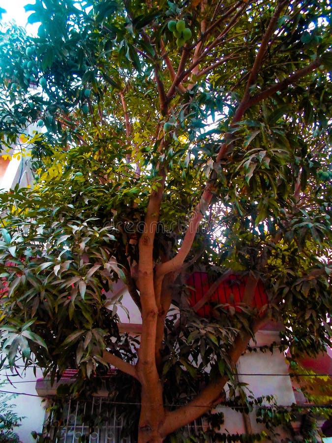 Mango tree stock image. Image of mango, king, tree, greenish - 117840097