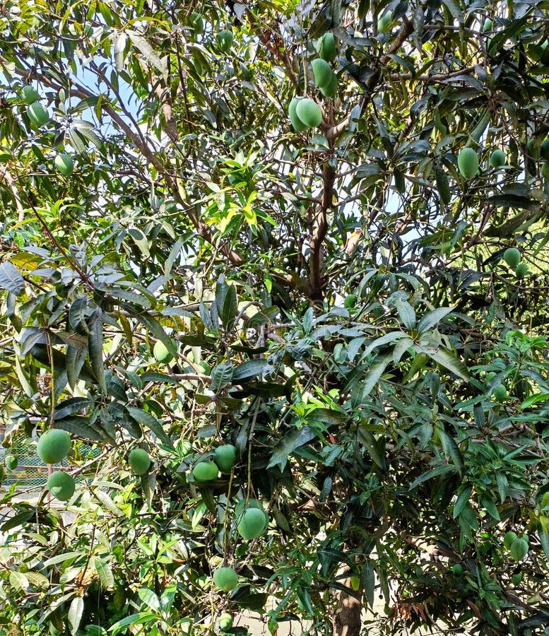 A Mango Tree Laden with Raw Mangoes on a Hot Summer Afternoon. Stock ...