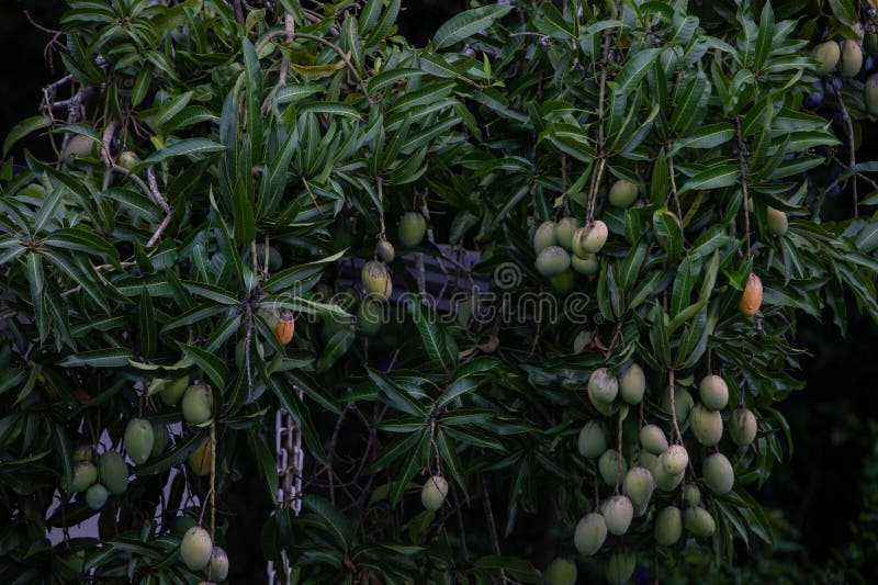 A Mango Tree Full of Fruits Stock Photo - Image of texture, pattern ...