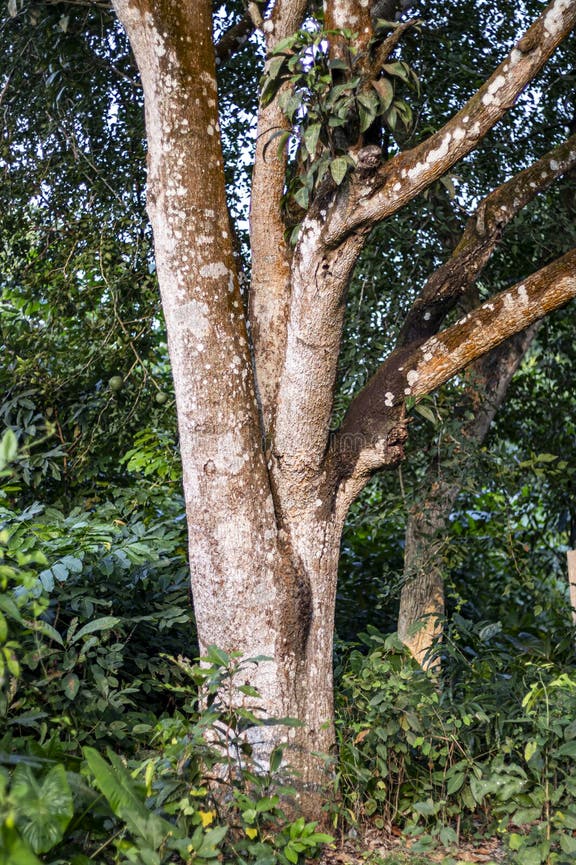 A Mango Tree is a Large, Evergreen with a Deep Root System, Growing ...