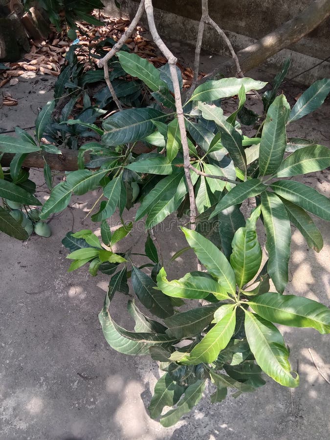 Mango tree leaf stock photo. Image of tree, leaf, time - 247762480