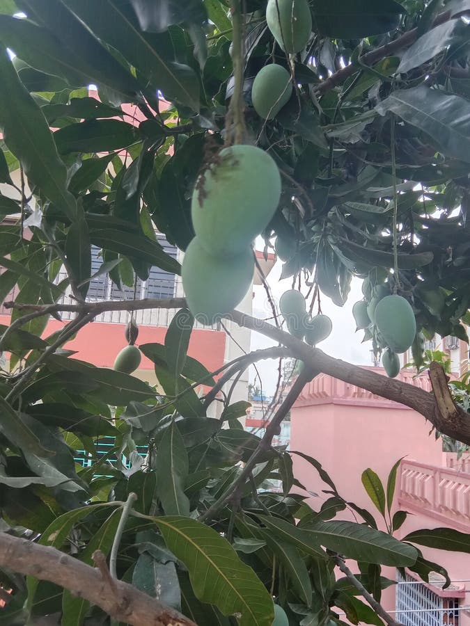 Mango Tree Leaf Green Closeup Stock Photo - Image of produce, vegetable ...